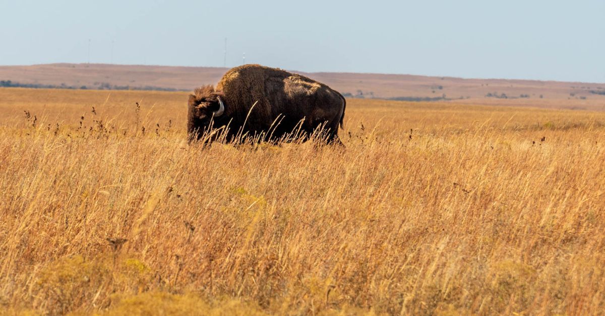 See Buffalo at the Tallgrass Prairie National Preserve