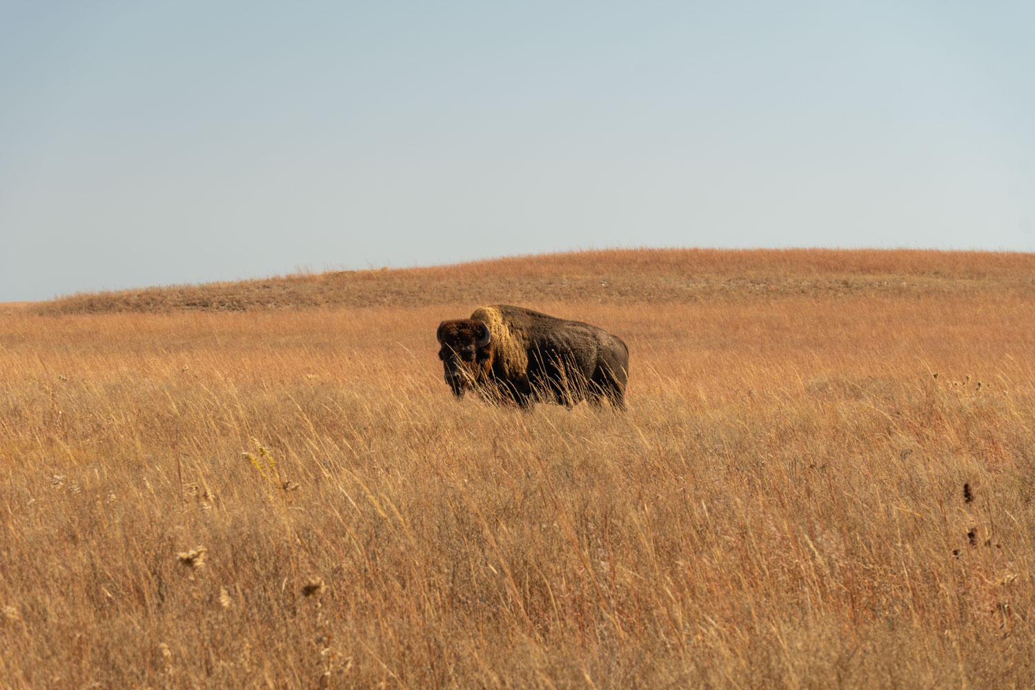 See Buffalo at the Tallgrass Prairie National Preserve