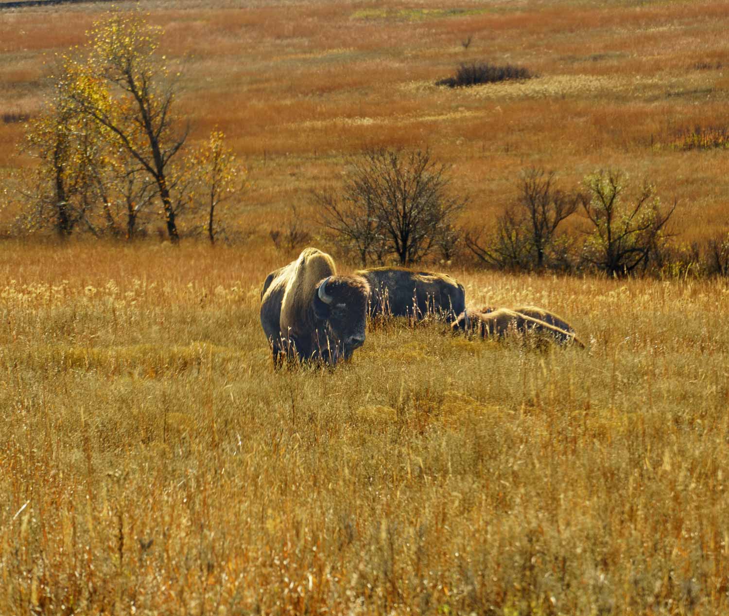See Buffalo at the Tallgrass Prairie National Preserve
