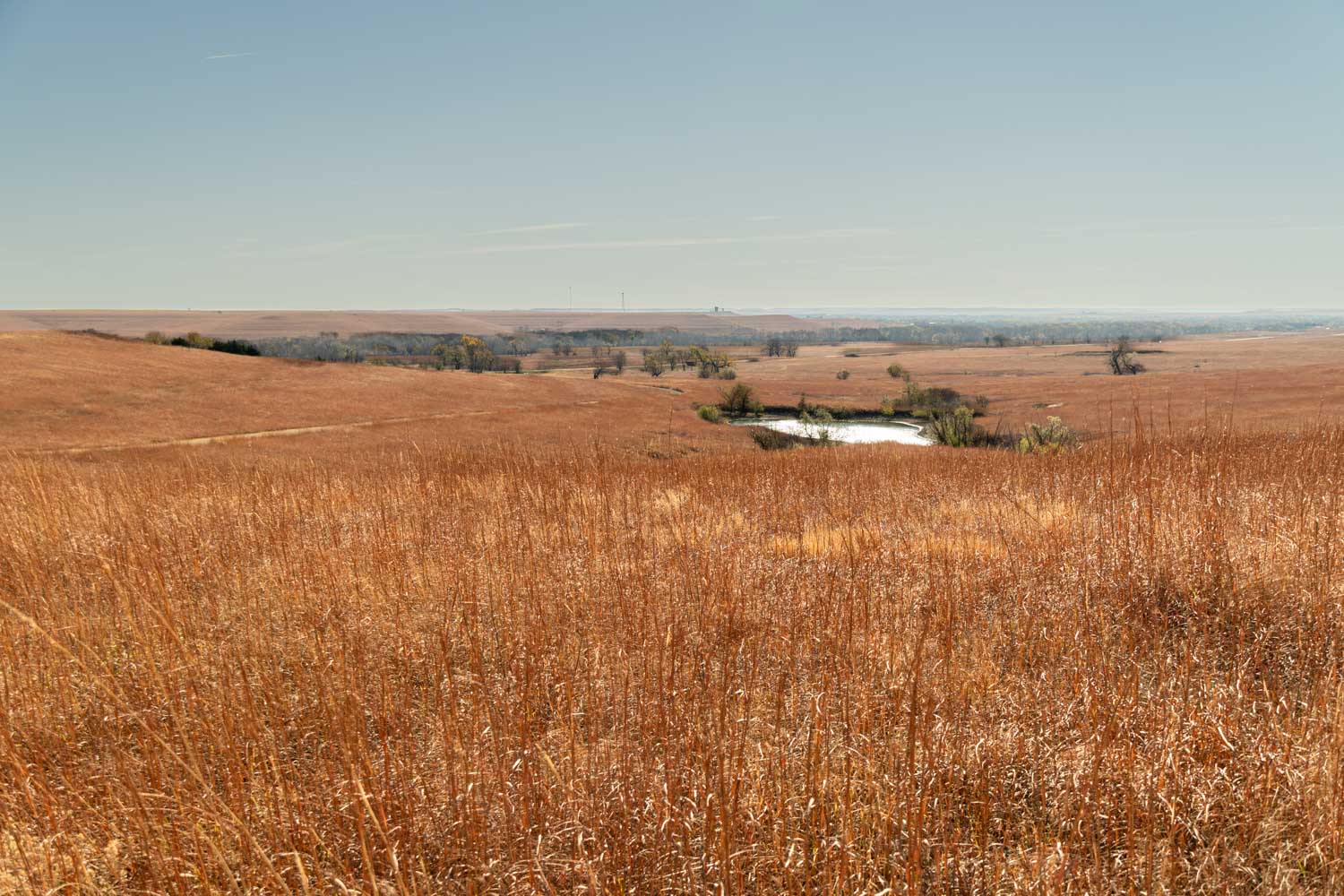 See Buffalo at the Tallgrass Prairie National Preserve