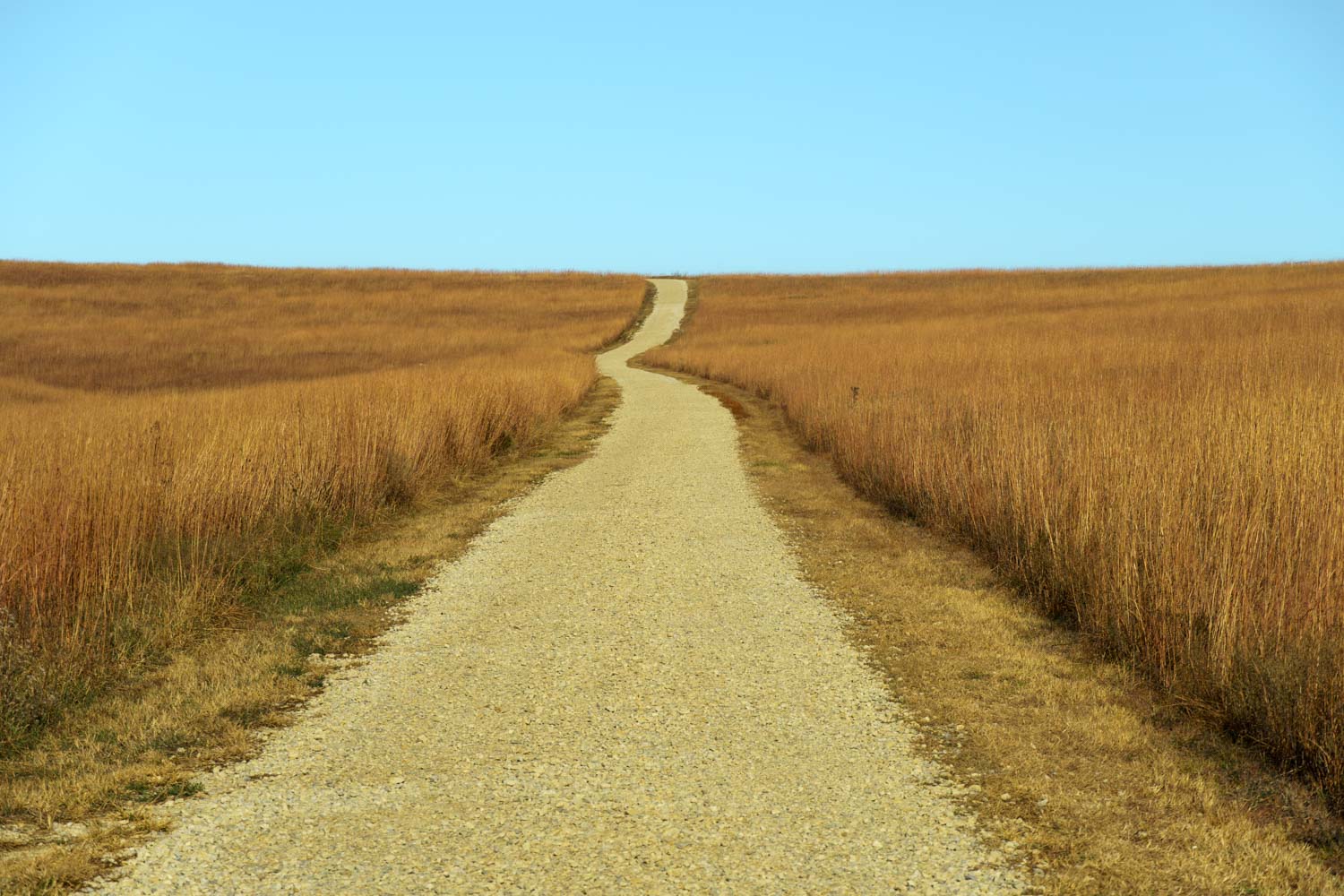 See Buffalo at the Tallgrass Prairie National Preserve