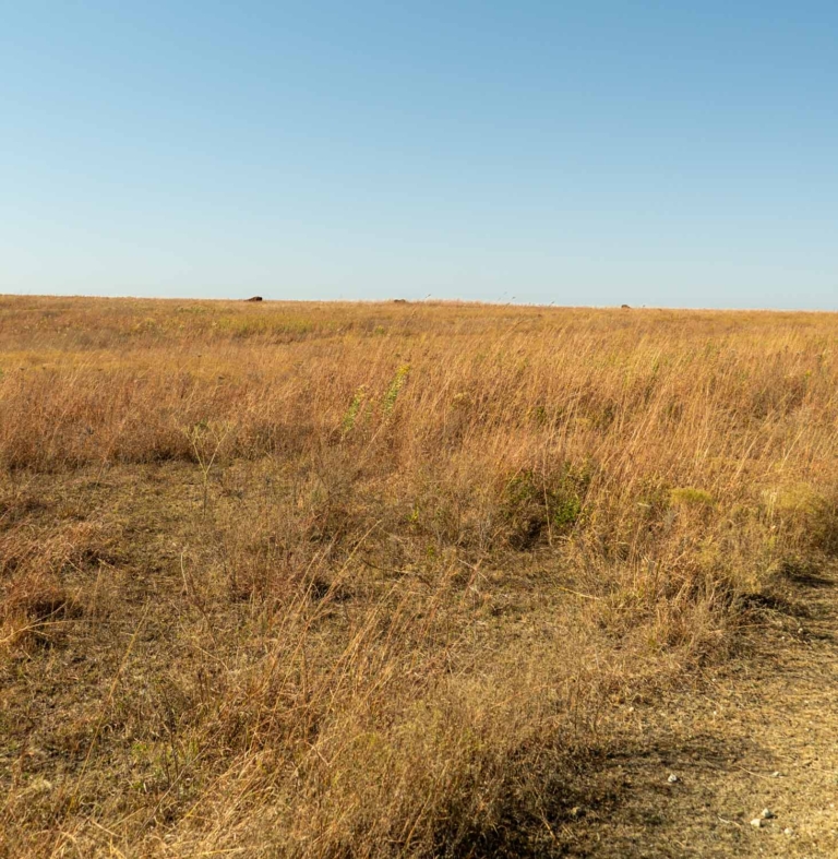 See Buffalo at the Tallgrass Prairie National Preserve